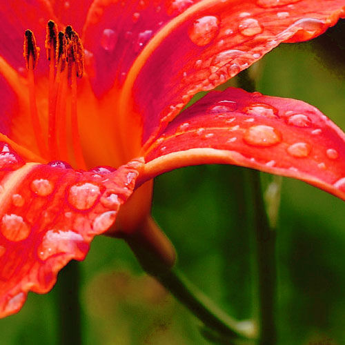 Rain Sounds Nature Collection Reviews And Ratings On Musicboard